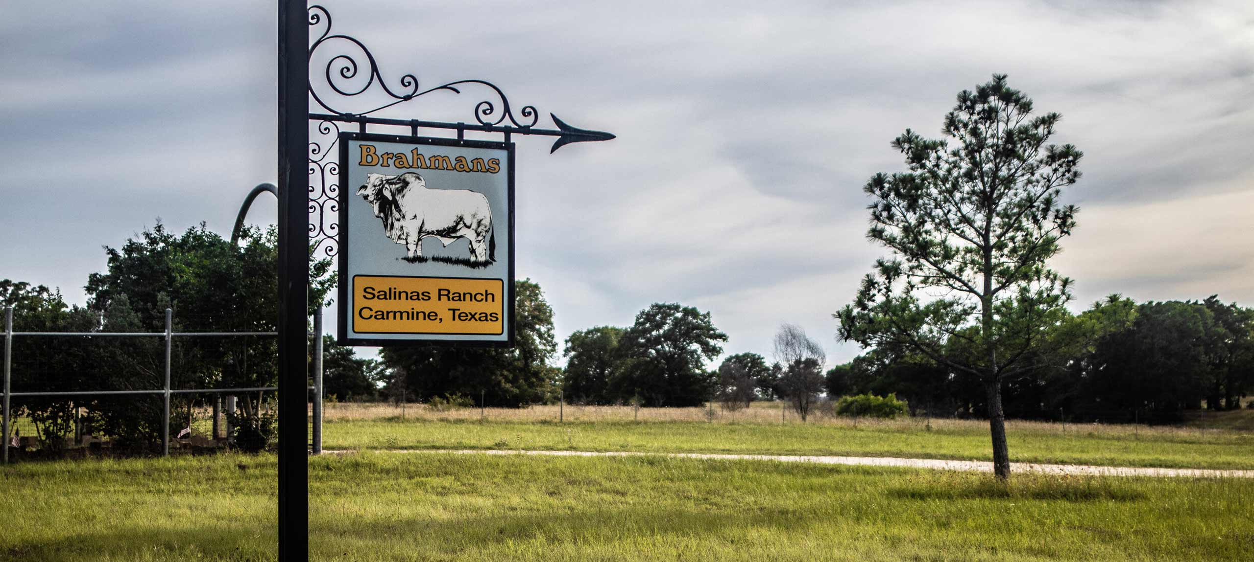 Salinas Ranch – Home of Gray Brahman, Polled Brahman and Red Brahman cattle