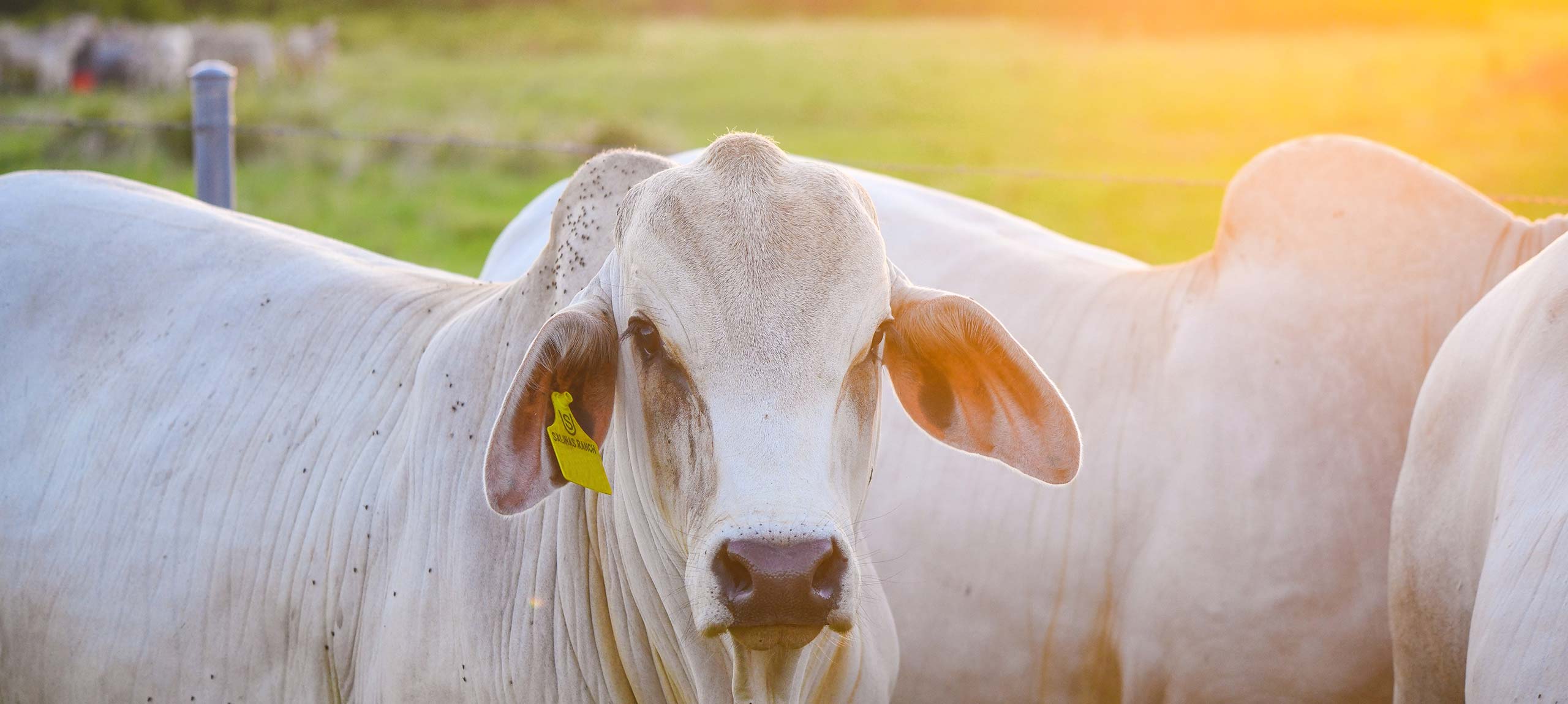 About Salinas Ranch – Salinas Ranch